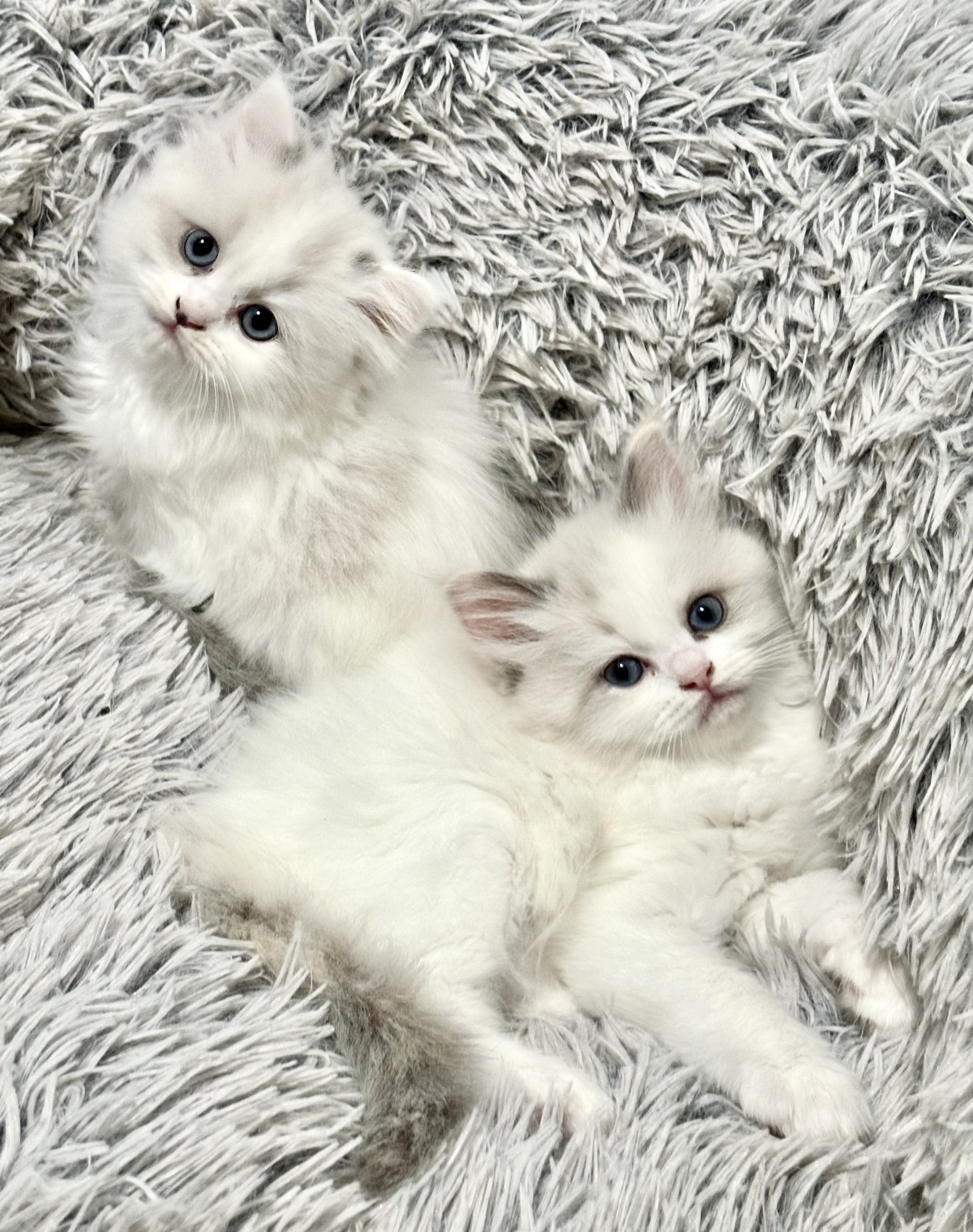 Available Kittenz – Cutie-Kittenz